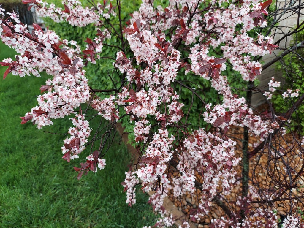 Featured Photo: Flower of the Day – The Thundercloud Flowering Plum ...