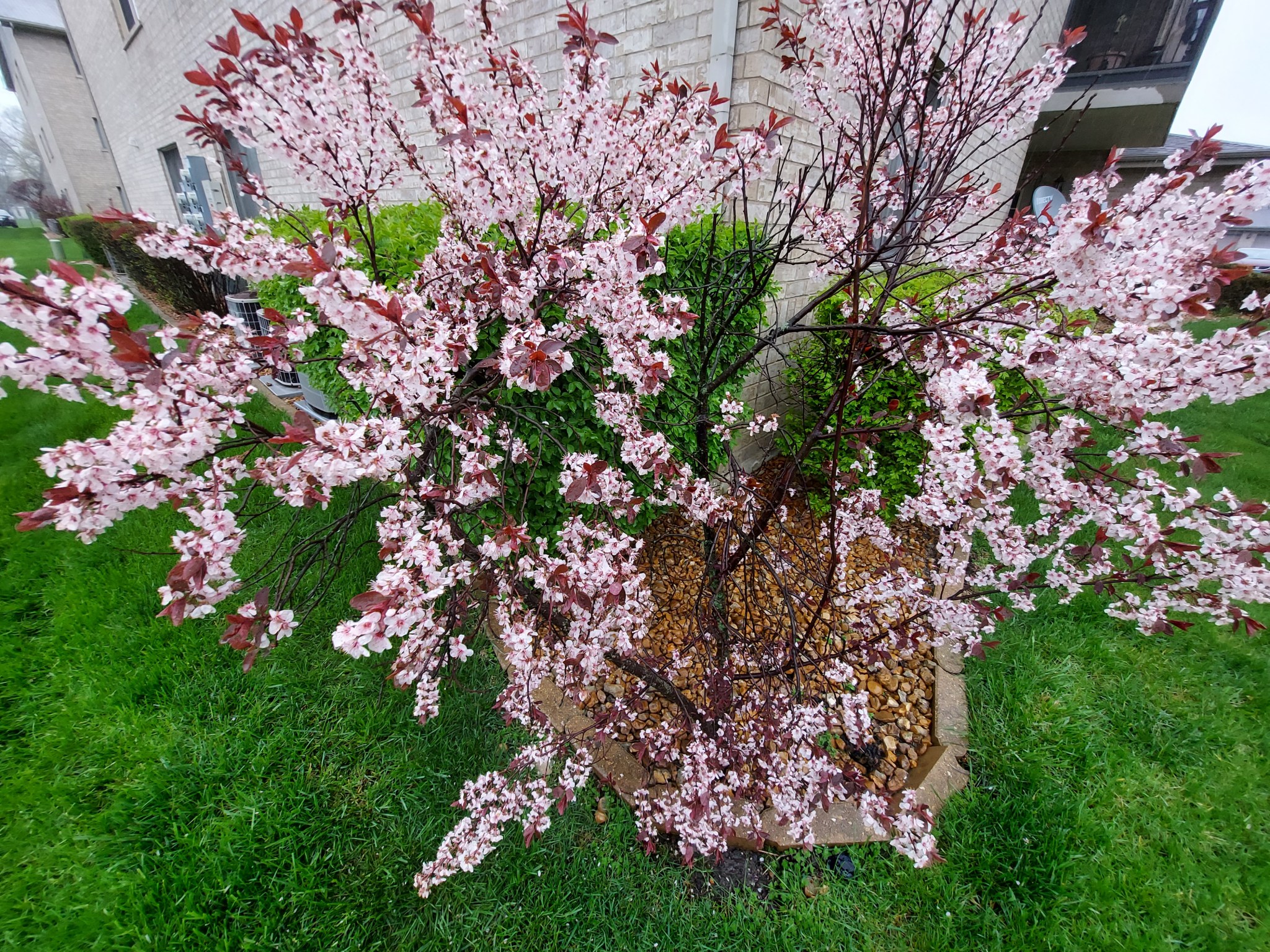 Featured Photo: Flower of the Day – The Thundercloud Flowering Plum ...