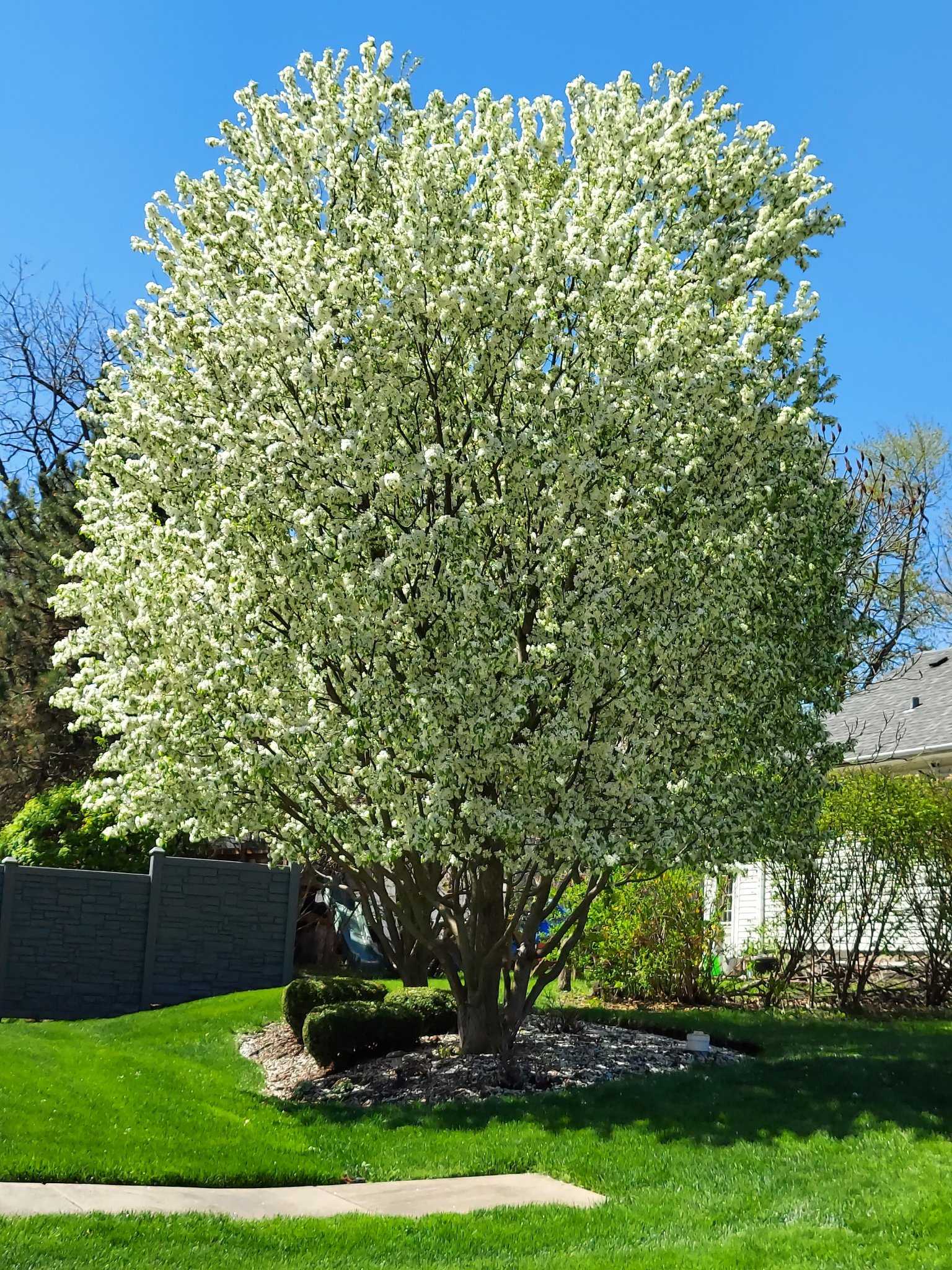 Featured Photo: Flower of the Day – The Mount Baker Lilac – Versatileer