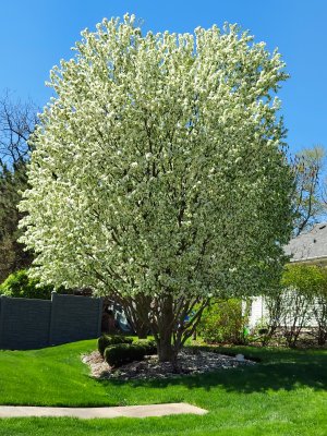 Featured Photo: Flower of the Day – The Mount Baker Lilac – Versatileer