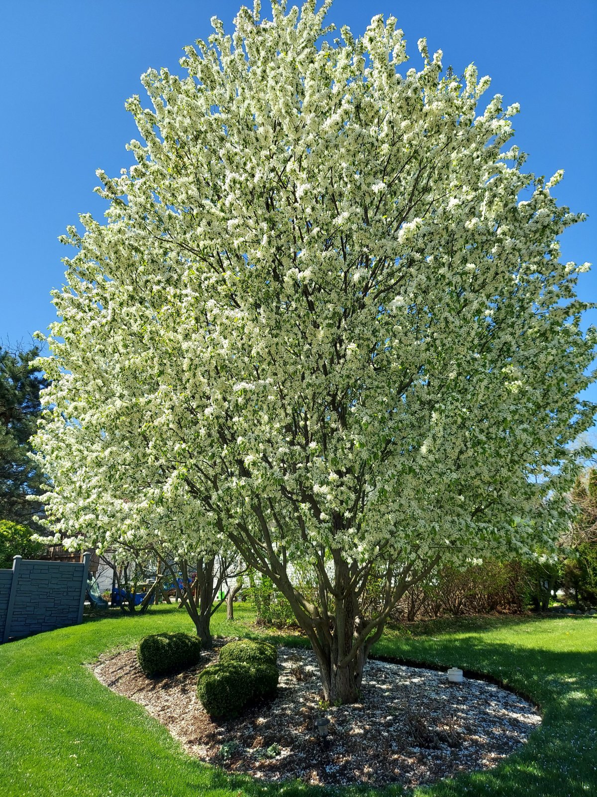 Featured Photo: Flower of the Day – The Mount Baker Lilac – Versatileer
