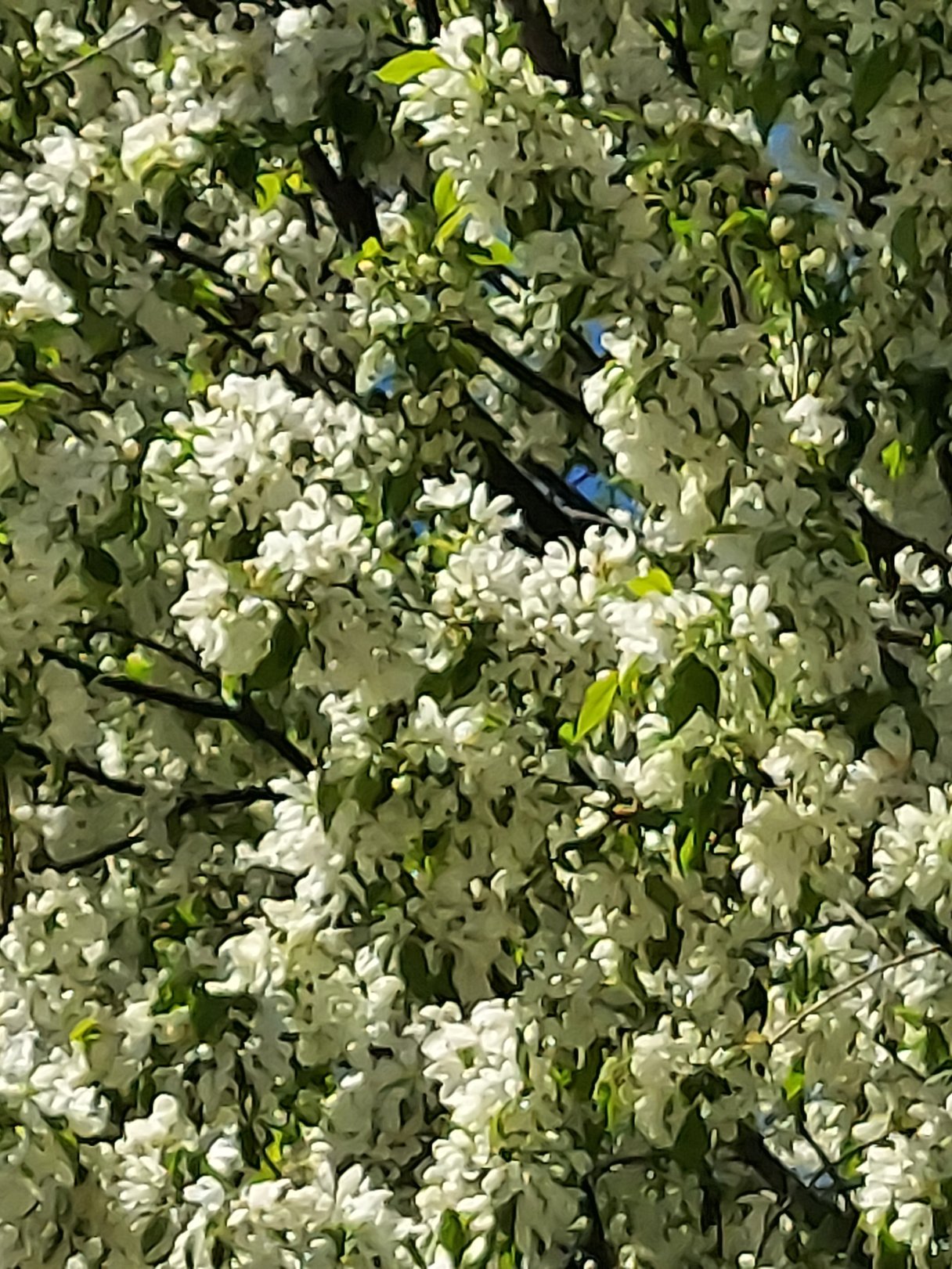 Featured Photo: Flower of the Day – The Mount Baker Lilac – Versatileer