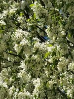 Featured Photo: Flower of the Day – The Mount Baker Lilac – Versatileer