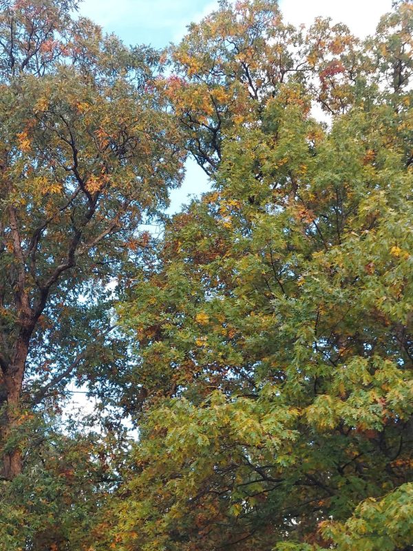 Featured Photo: The Beauty of Fall Color – The Mighty White Timber Oak ...